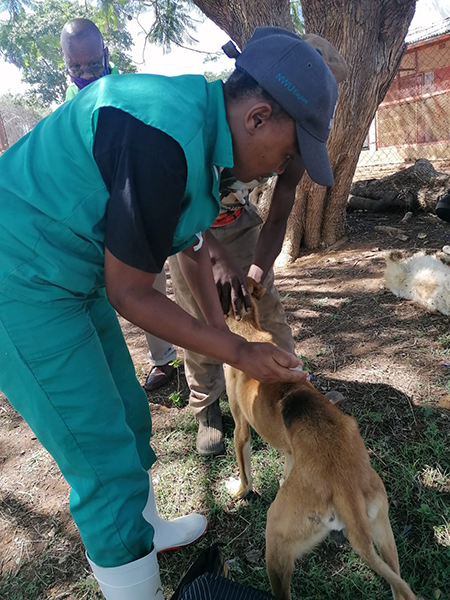 NWU Animal Health Hospital Bolsters Service Offerings News nwu ac za nwu-animal-health-hospital-bolsters-service-offerings-news-nwu-ac-za
